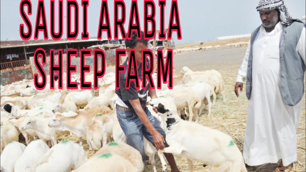 Saudi Arabia Sheep Farm Tour 2020 - YouTube