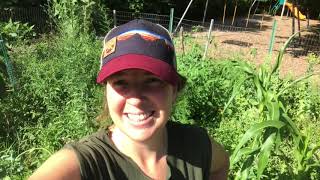 Kelly's Garden Tips 2020: Reclaim your garden