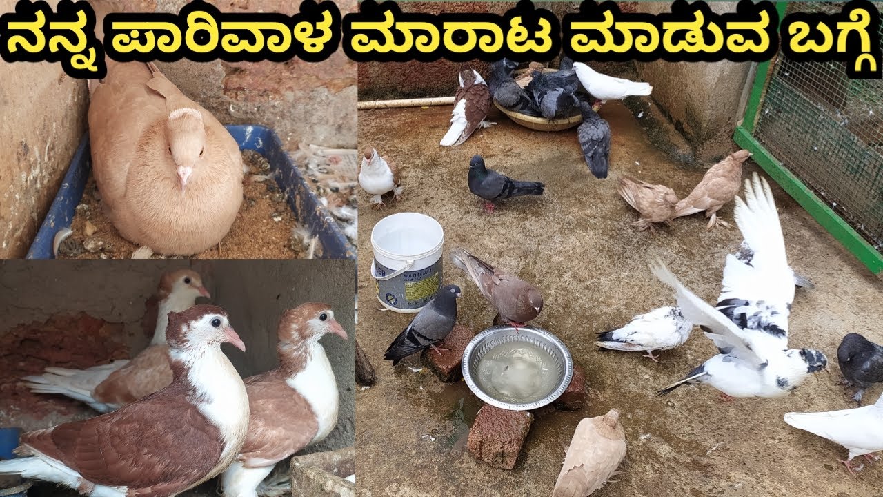 Pigeon Sales Update | My Pigeon Sale Video | Green Lives | Pigeon Sale ...