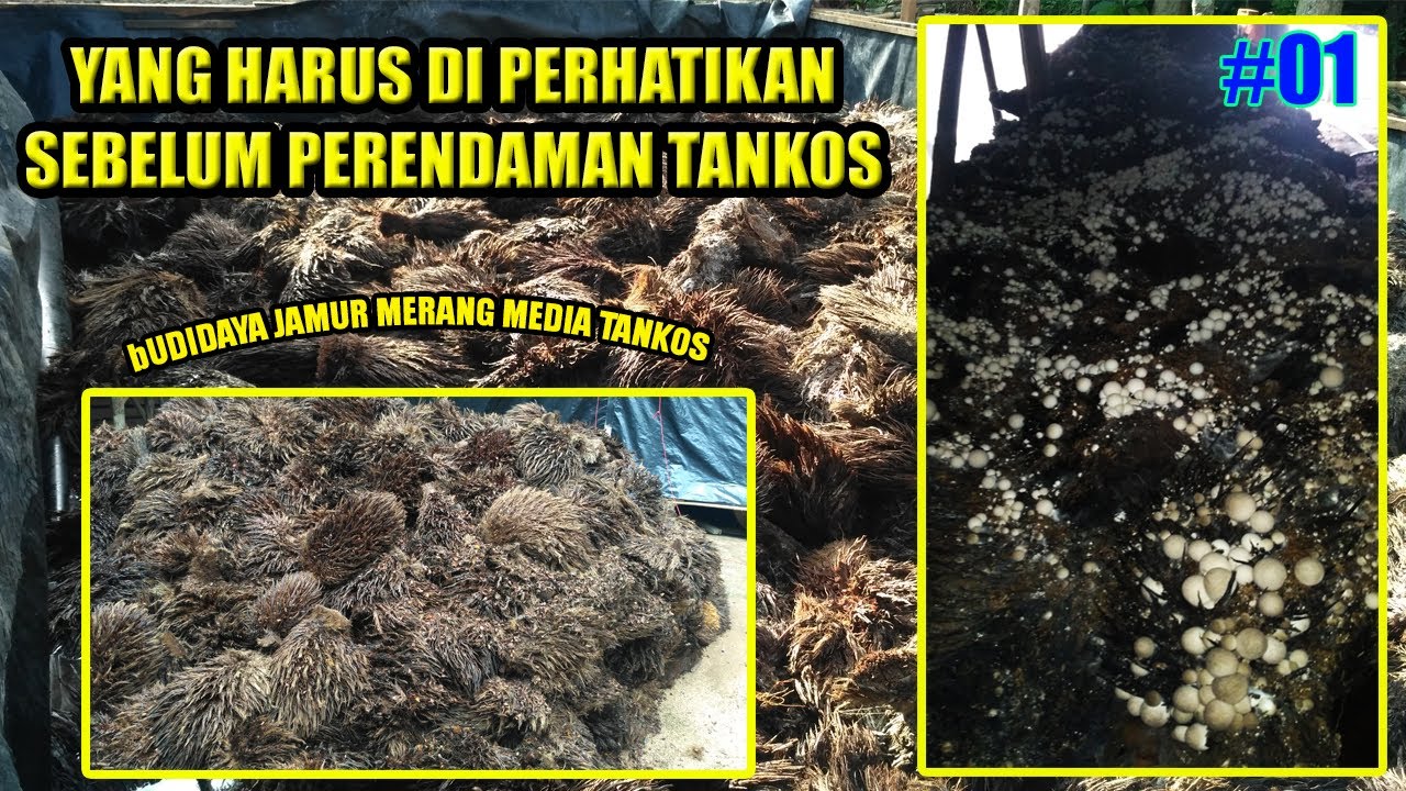Tahapan pertama cara mengolah tankos untuk media jamur merang ...