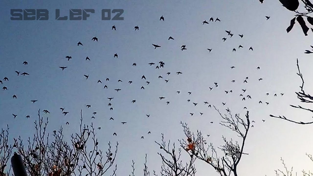 Le top de mes vidéo migration palombes - YouTube