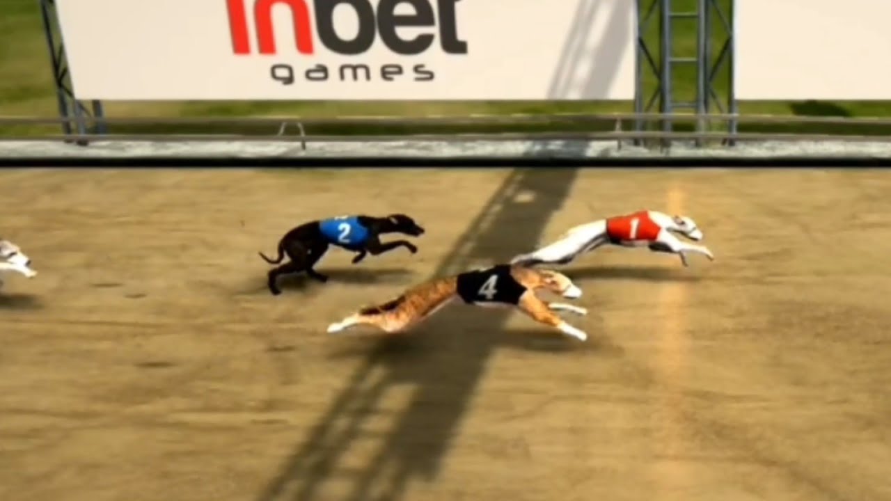 Greyhound /dog raceing / track racing / शिकारी कुत्रा / rabbit hanting ...
