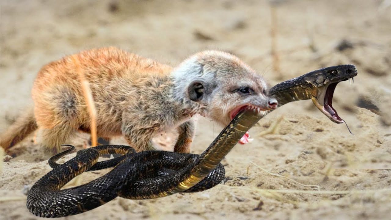 Fight Or Die! Cobra Spits Venom To Try To Kill Mongoose When Bitten And ...