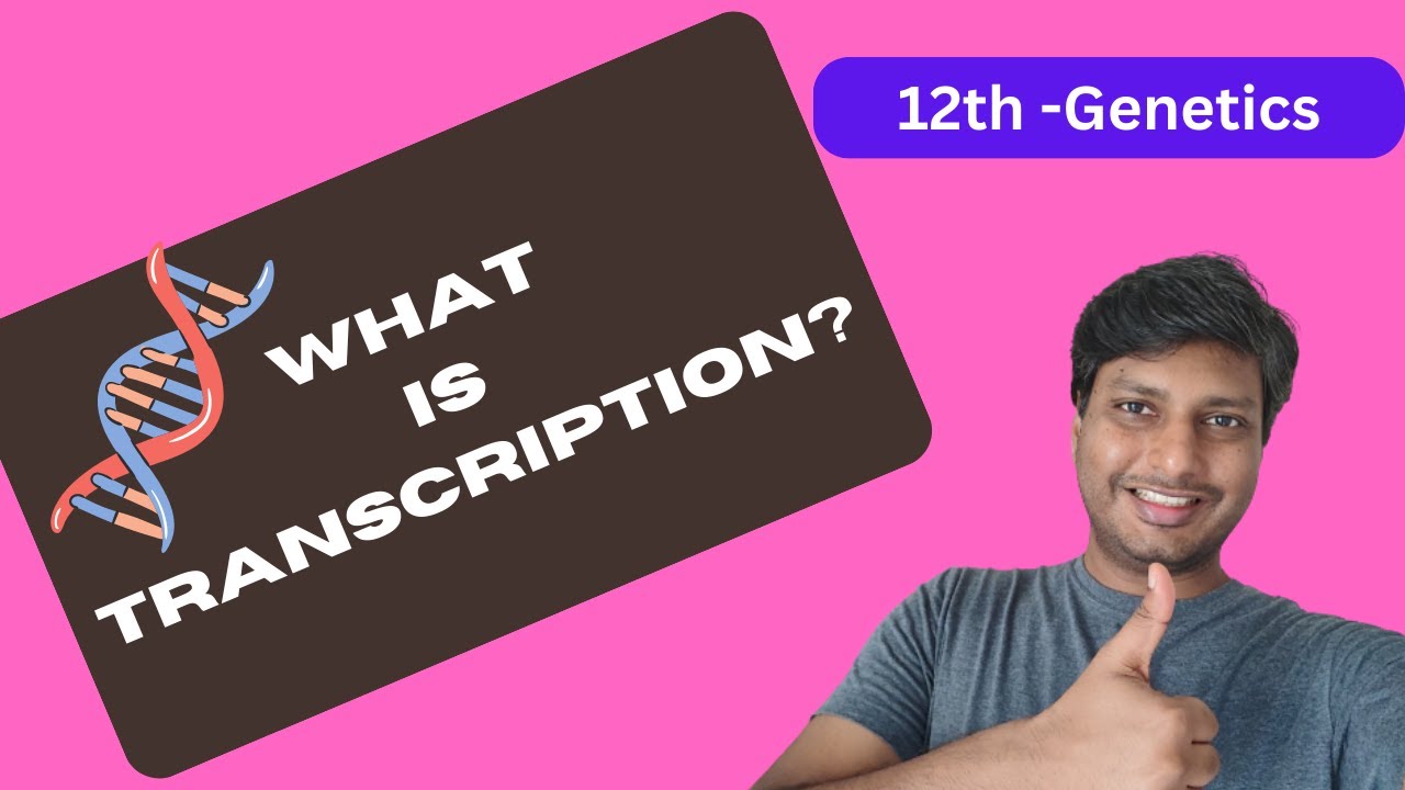 Transcription class 12 biology - YouTube
