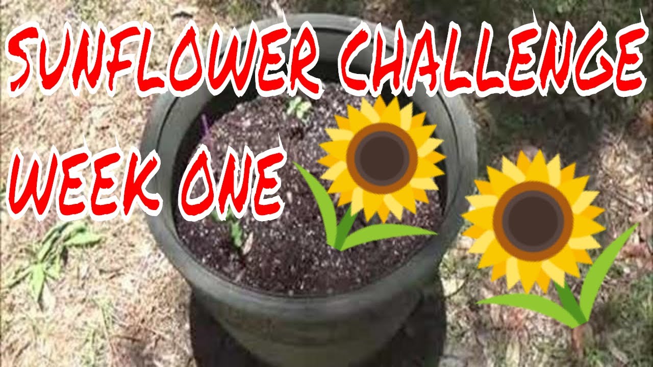 Sunflower Challenge Update Week 1 - YouTube