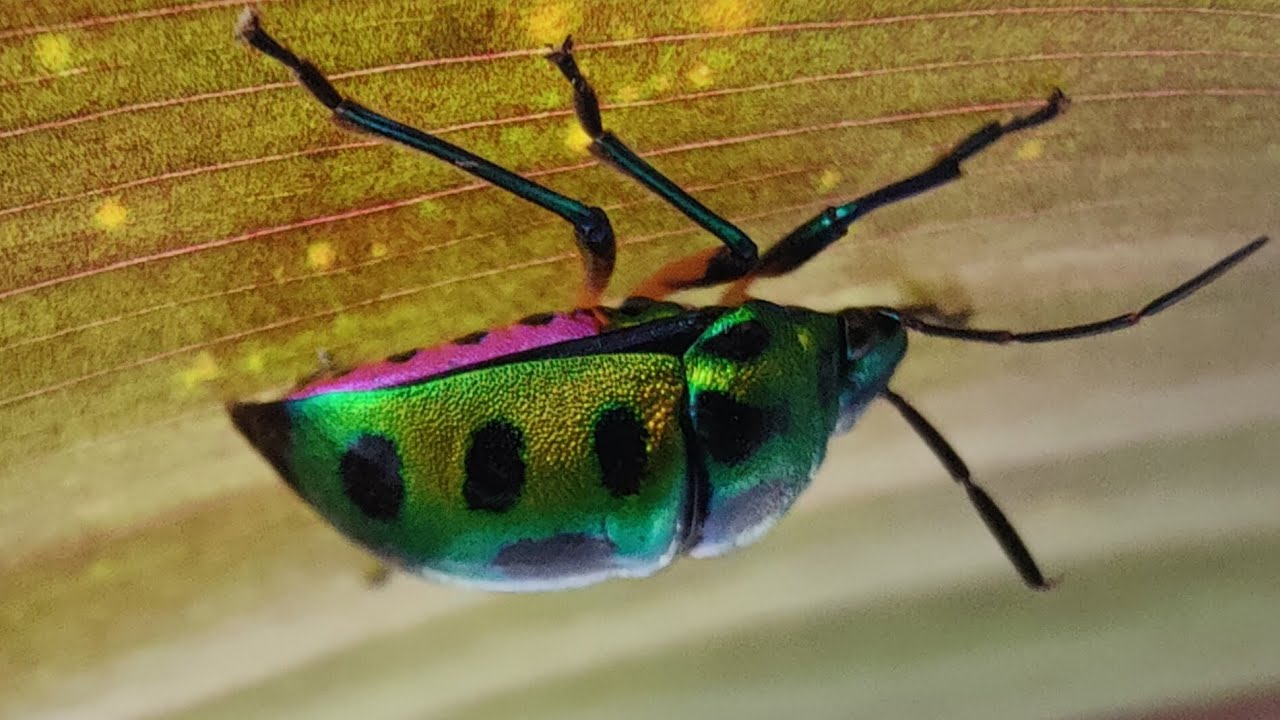 Lychee Shield-backed Jewel Bug (Chrysocoris stollii, Scutelleridae ...