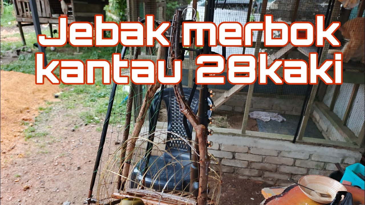 Galah Jebak Merbuk - YouTube