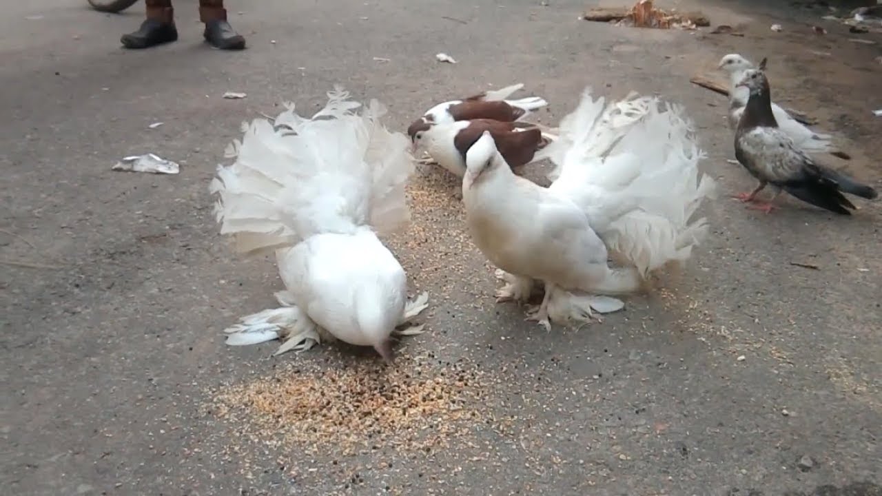 Pigeon feeding time | Beautiful fancy kabootar | kobutor palon ...
