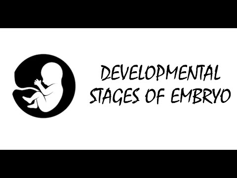 Developmental Stages Of Embryo From Fertilization To 9th Day Blastocyst ...