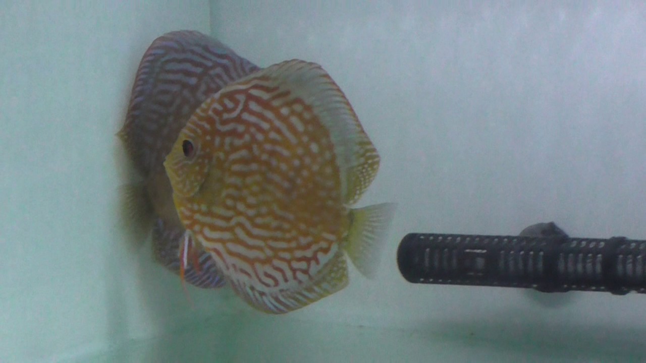 5 Week Old Discus Fry - YouTube