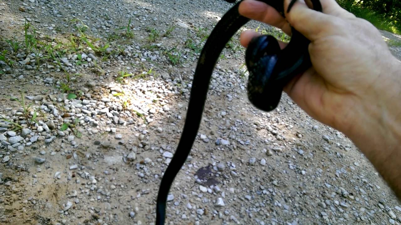 Meade County KY Eastern Black Kingsnake - YouTube