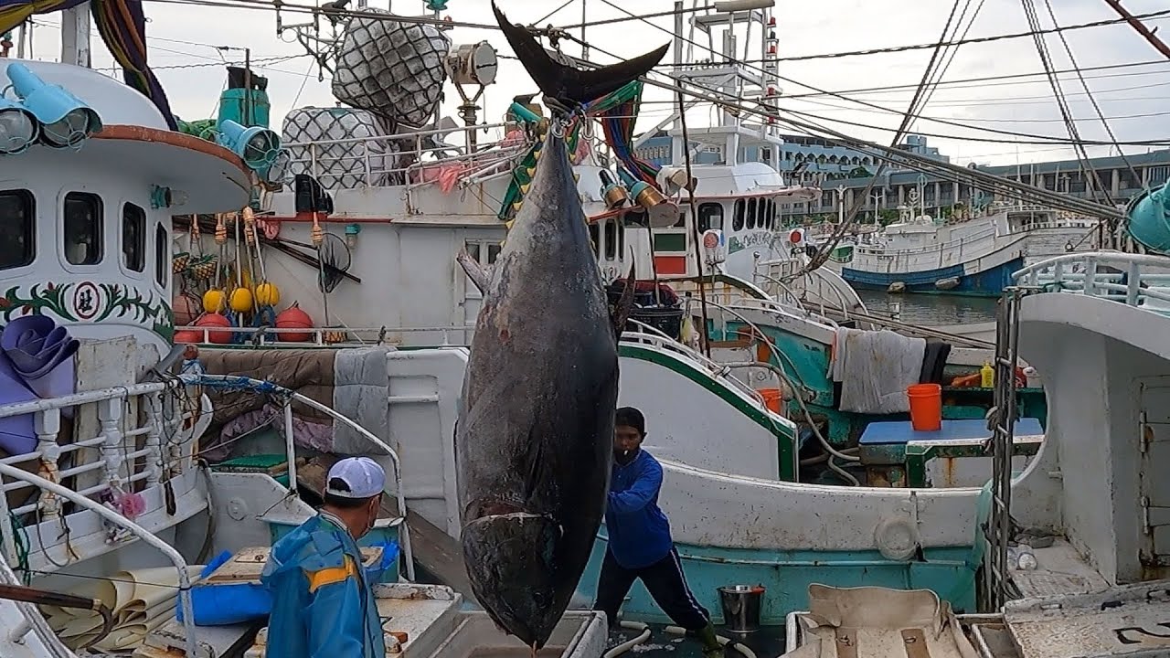 Amazing 800 Pounds Giant Bluefin Tuna Breakdown Cutting Skills - YouTube