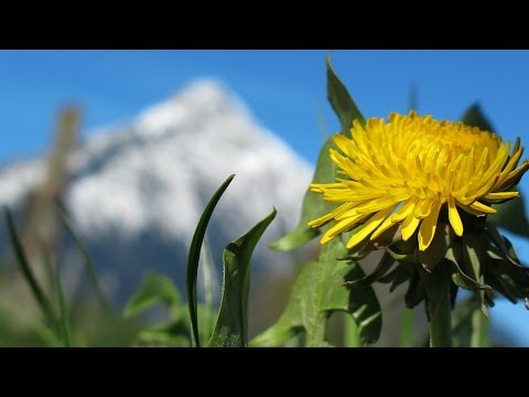 Beauty of the World - Spring (Relaxing Strings Music)