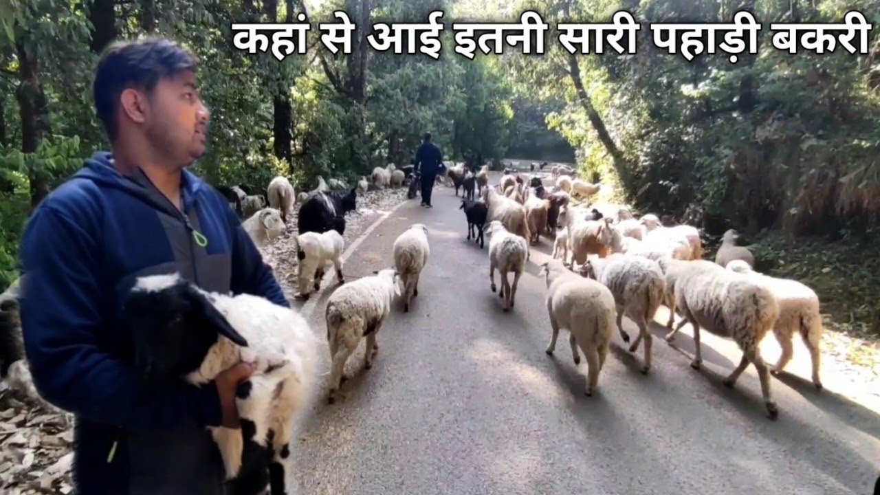 Mountain goats of Uttarakhand || कहां से आई इतनी सारी पहाड़ी बकरी - YouTube