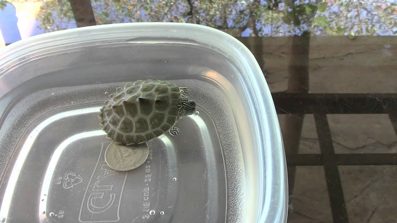 Cagle's Map Turtle Feeding in High Definition - YouTube