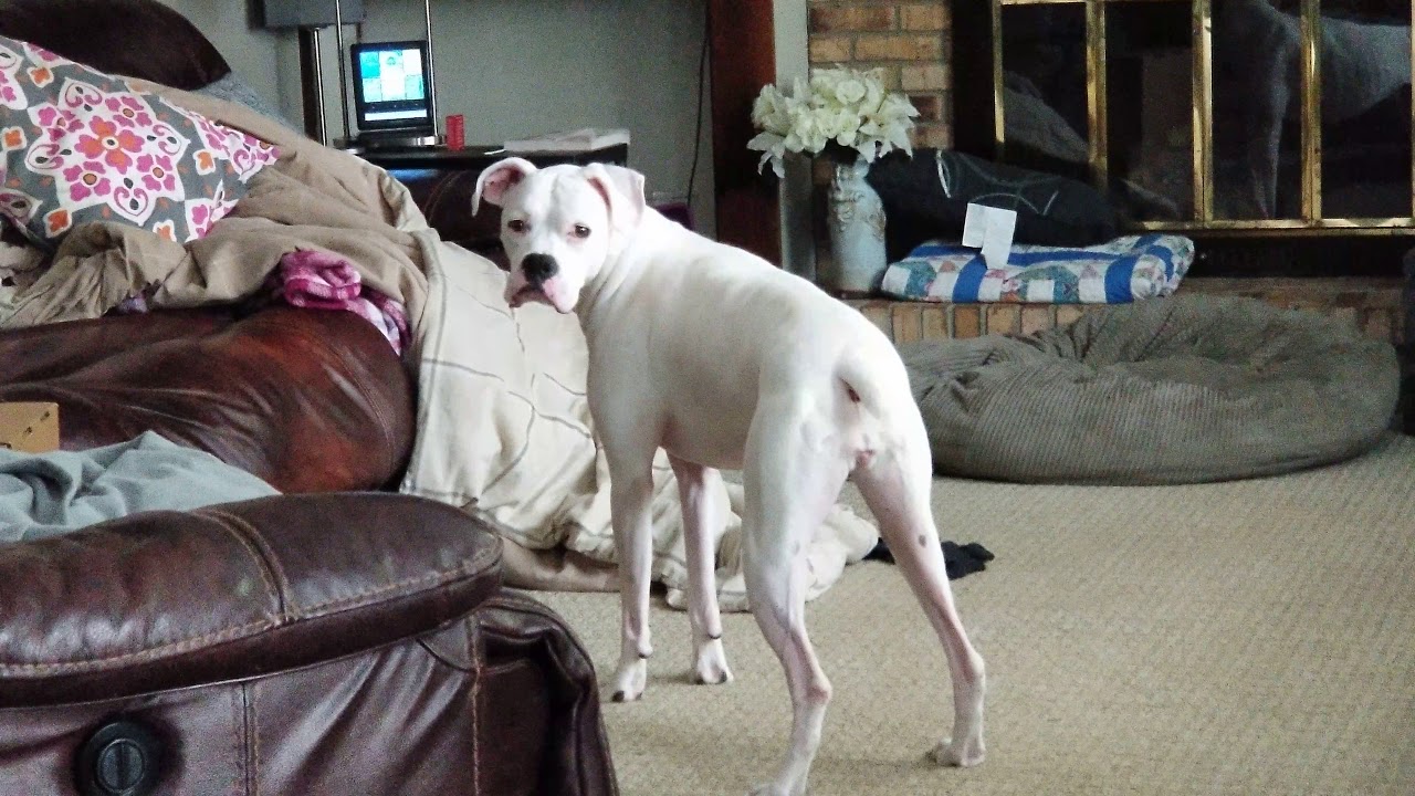 Howling Boxer - YouTube