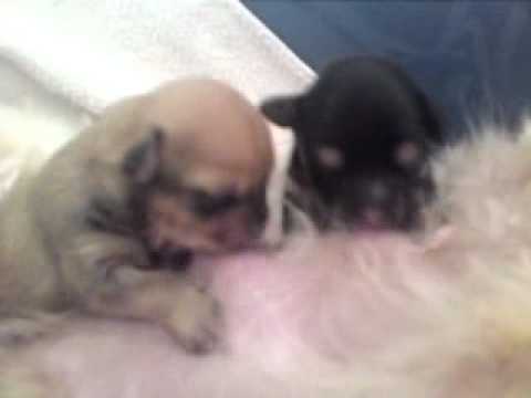Chi Apso puppies - YouTube