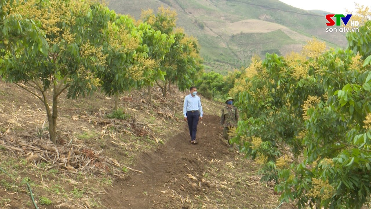 Sông Mã tập trung chăm sóc chủ động tiêu thụ sản phẩm nhãn - YouTube