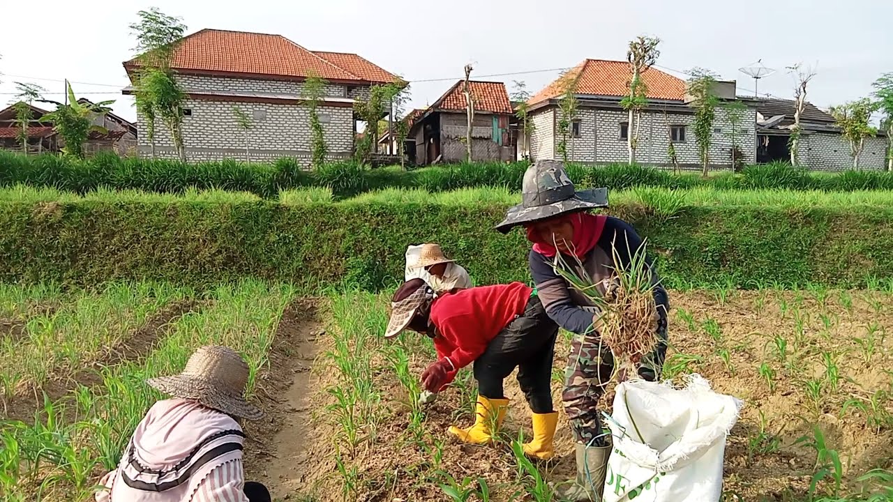 Very beautiful village, Gathering with farmers in Madura village, rural ...