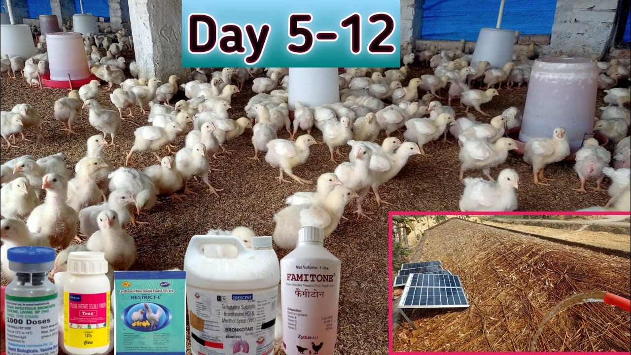 Day- 5-12 Broiler Poultry Farming | मुर्ग़ी पालन का 5-12 दिन |Broiler ...