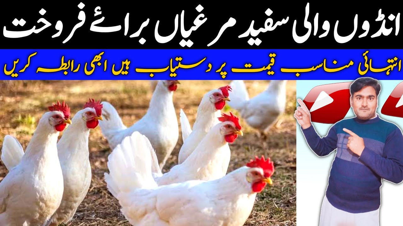 White Layer Murgi For sale | Golden Misri Chicks | Golden Misri Farming ...