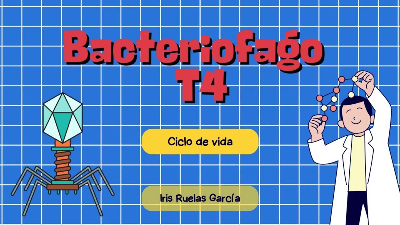 Ciclo de vida del Bacteriofago T4 - YouTube