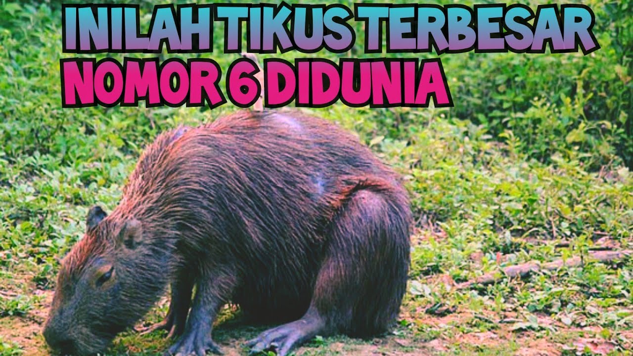 inilah tikus terbesar nomor 6 didunia. dan terpanjang - YouTube