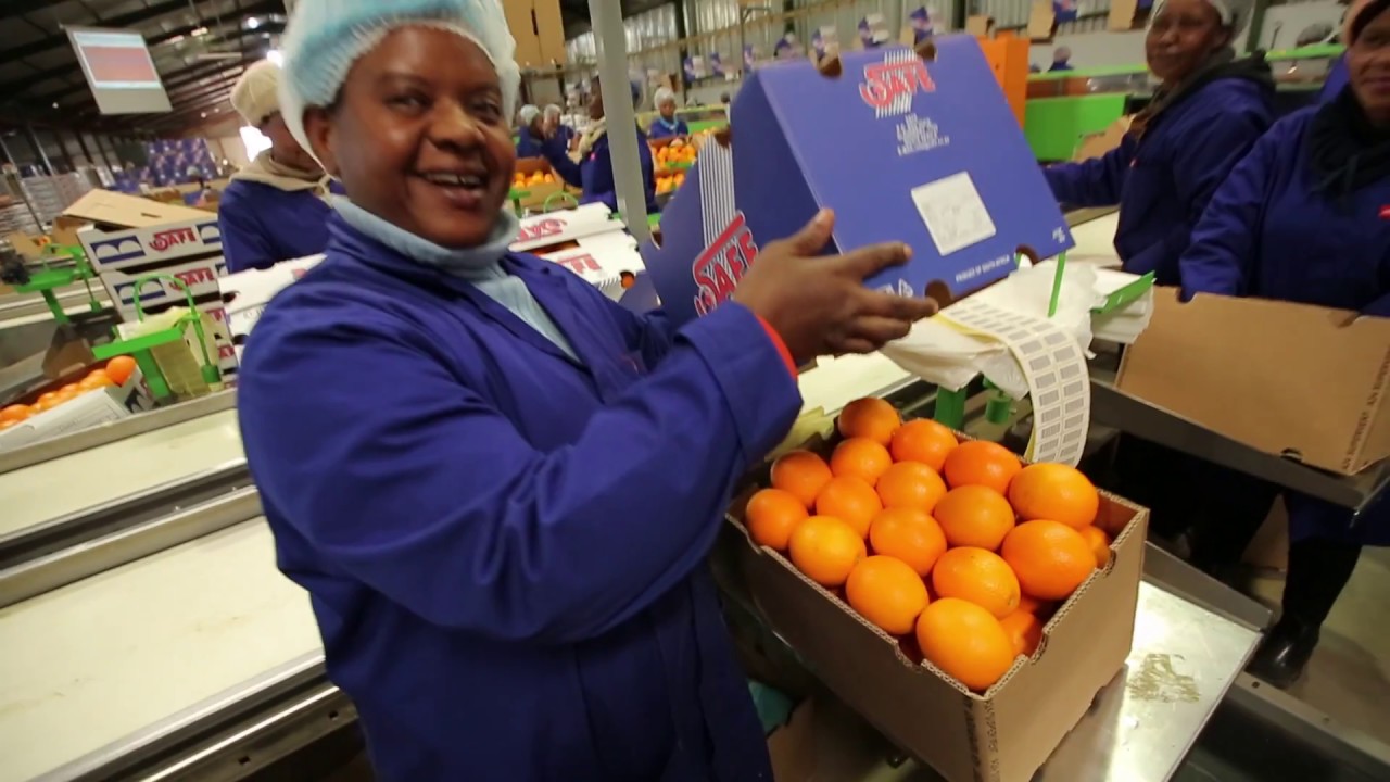 SAFE Citrus Harvest Video - YouTube