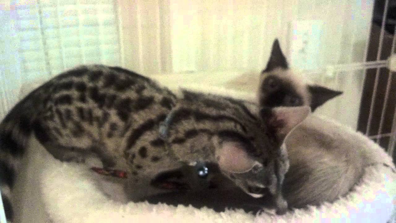 Baby Genet and Siamese Kitten playing - YouTube