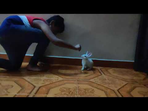 Rabbits slow Motion.... Cute ️ - YouTube