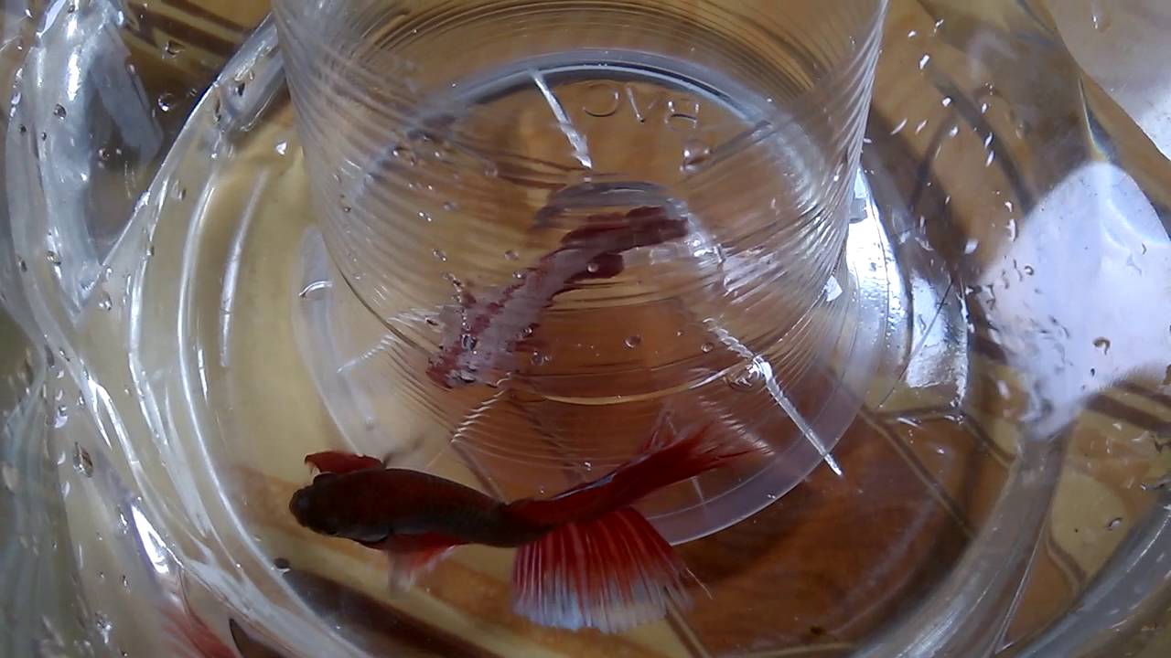 cá betta rồng đỏ cực hăng - YouTube