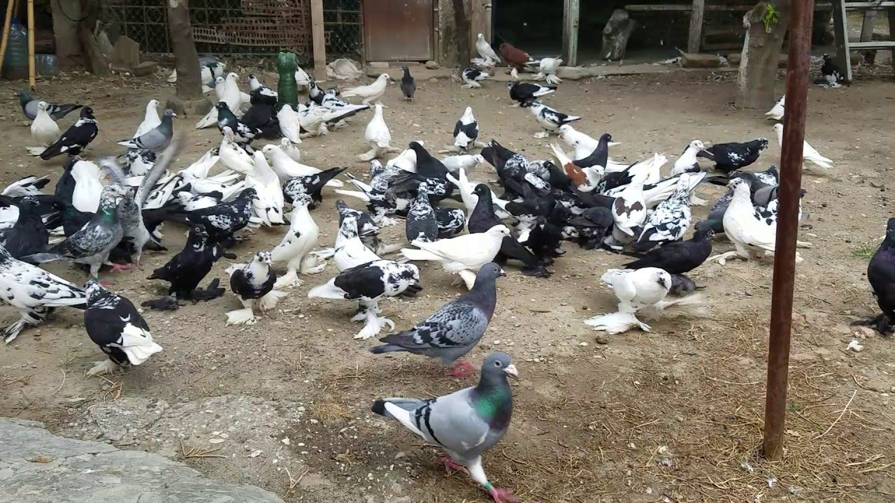 Pellumba Pigeon 7 Albania Fier - YouTube