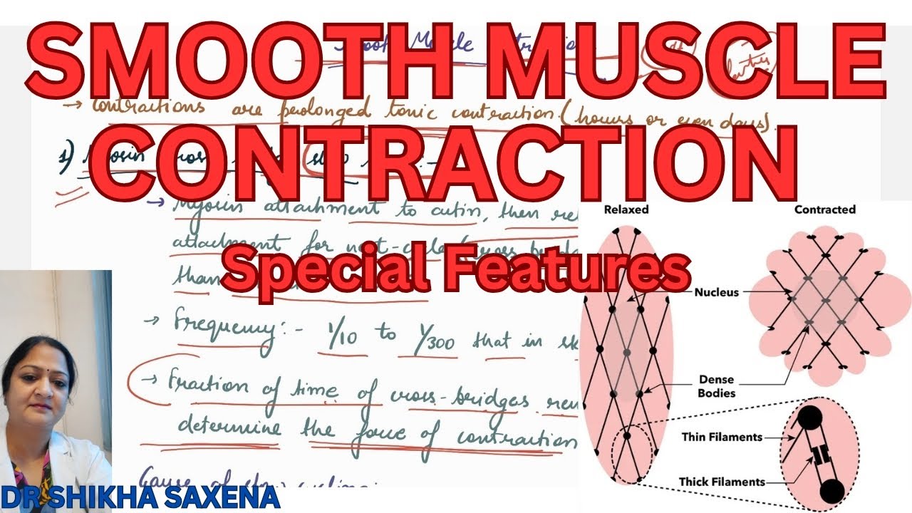 Special features of smooth muscle contraction- Latch mechanism, Stress ...