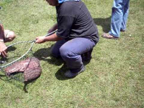 Bagre africano de 4,5 kg - YouTube