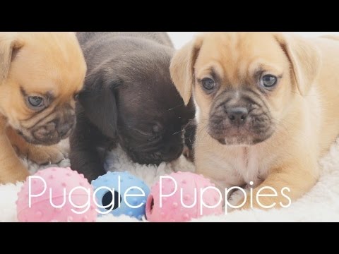 Puggle puppies playing with toys!! - YouTube