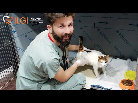 Kedi Sezaryen Doğum Hazırlığı 🐾🐱 - İLGİ Hayvan Hastanesi - İLGİ Veteriner Antalya'da