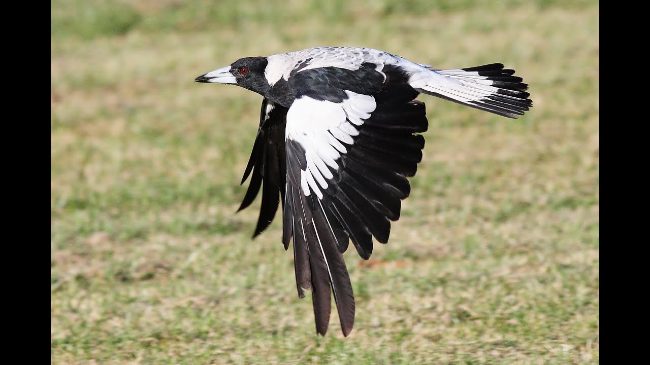 Are You Superstitious? Part 17 How to salute a Magpie? - YouTube