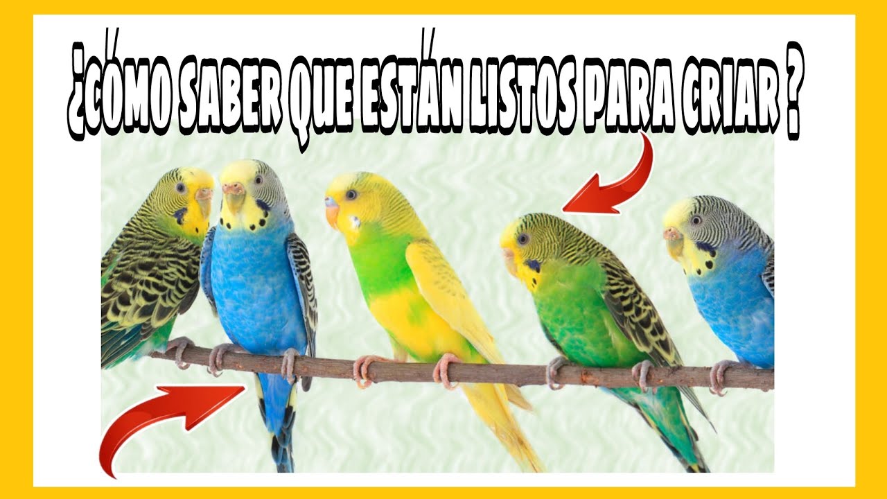 ¿COMO SABER QUE MIS PERIQUITOS ESTAN LISTOS PARA CRIAR? - YouTube