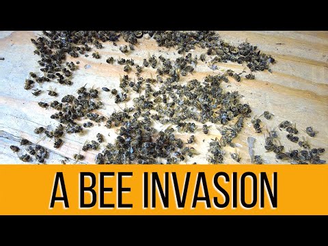 A Bee Invasion #120 - YouTube
