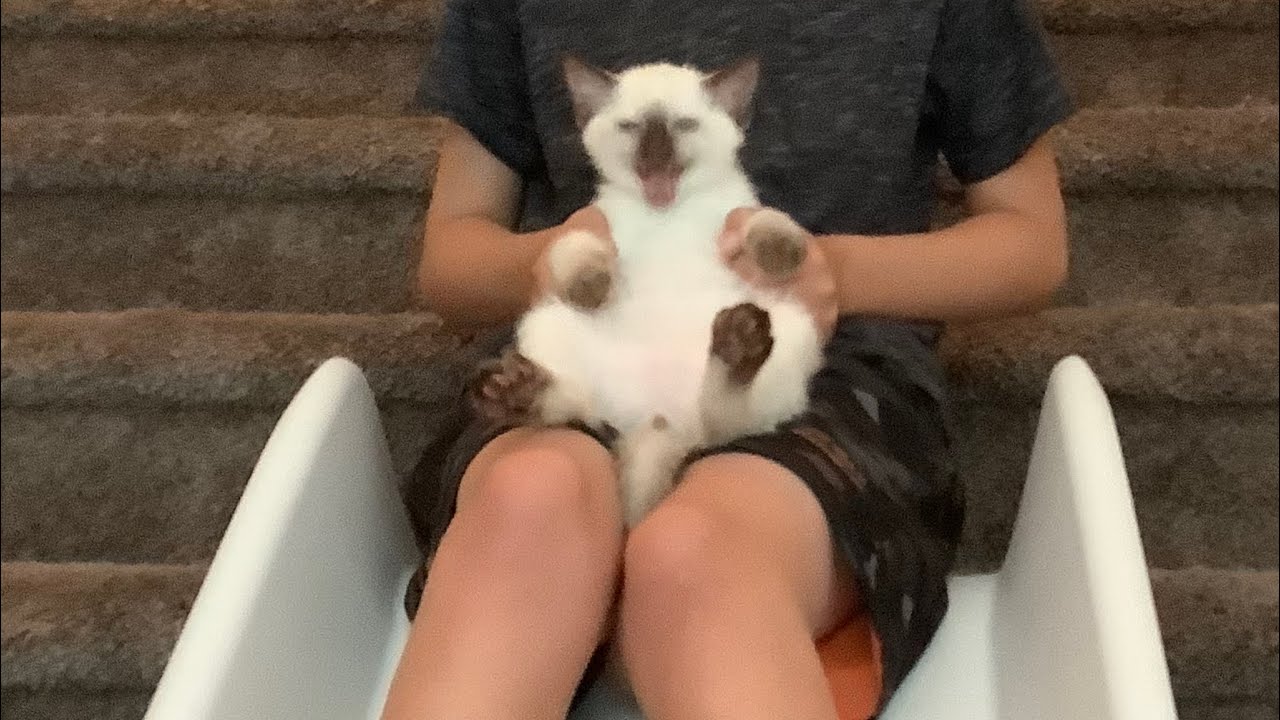 Cats Going down slides - YouTube