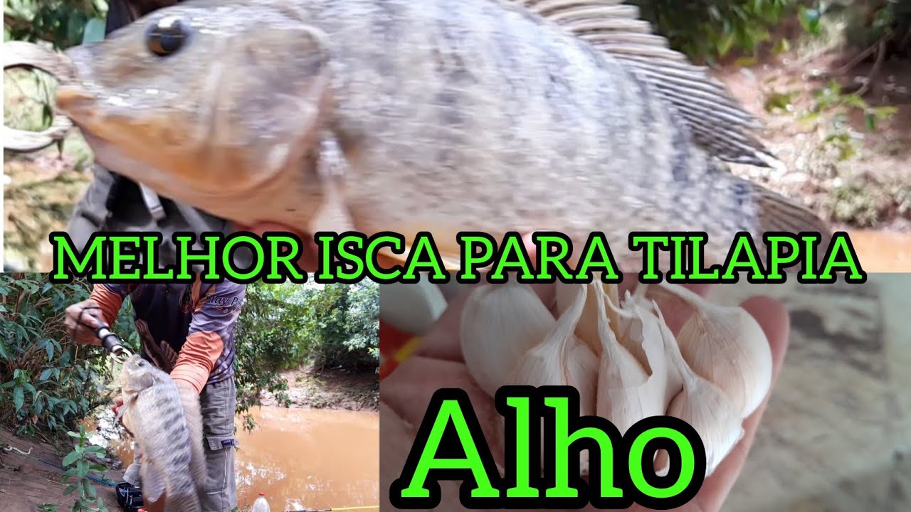 PESCARIA DE TILAPIA COM ALHO #fishing #pescaria - YouTube