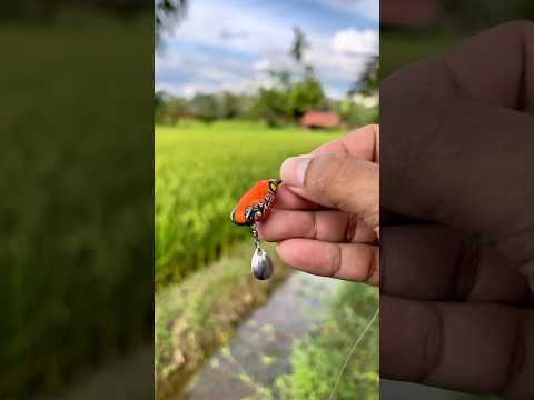 Mancing casting di irigasi sawah !!! #suarabayi #bayi #mancing #haruan