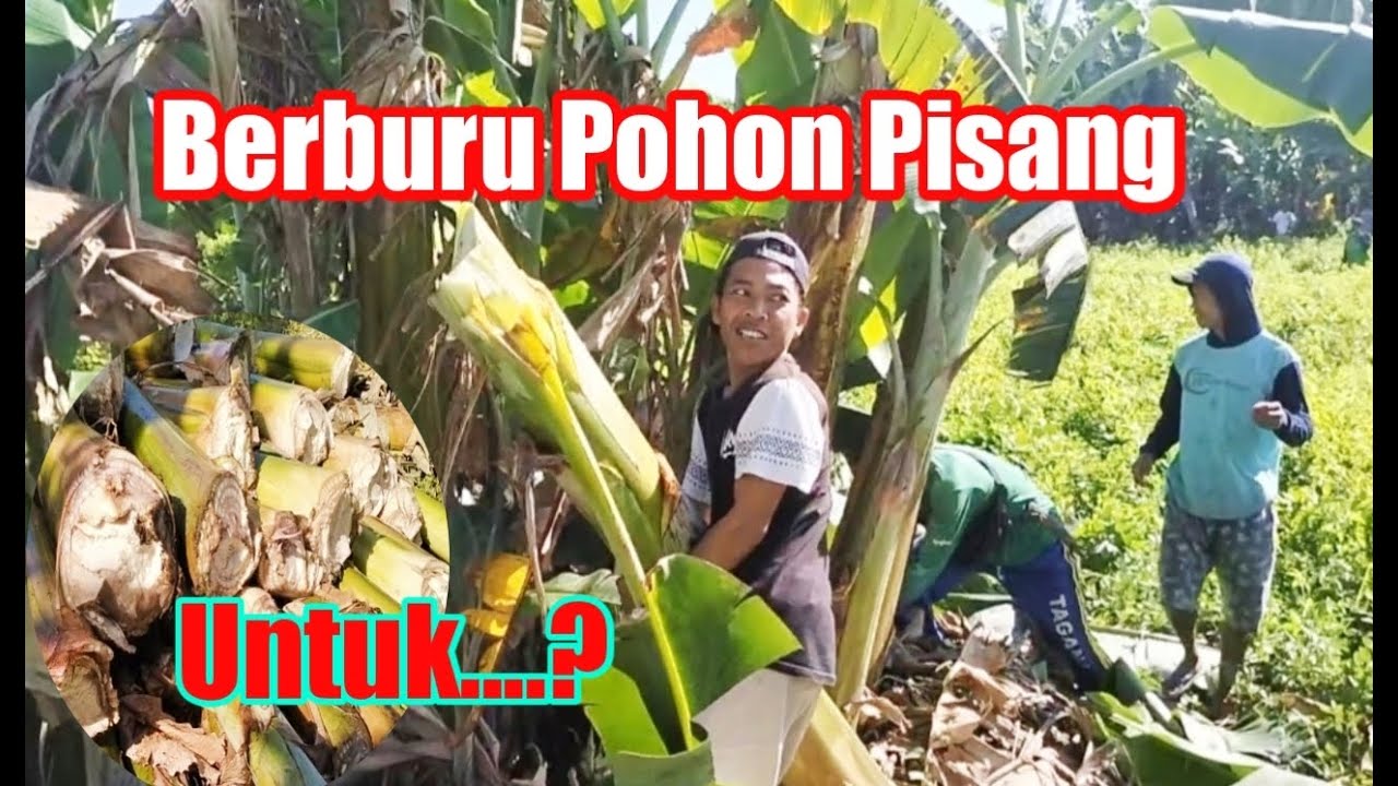 Sayur Ares Khas Lombok// Cari Batang Pisang Untuk Sayur Di Acara ...