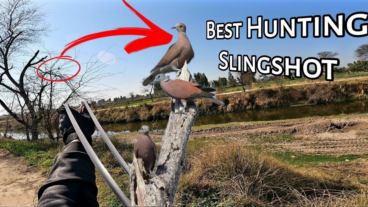 Which is Best Slingshot For Birds Hunting? | Birds Hunting Modern ...