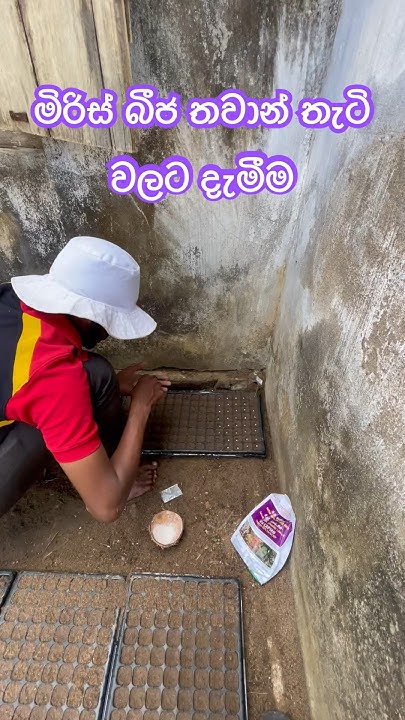 මිරිස් බීජ තවාන් තැටි වලට දැමීම Youtube