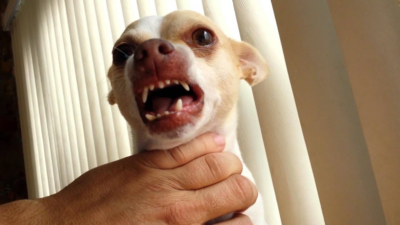Grumpy chihuahua - YouTube
