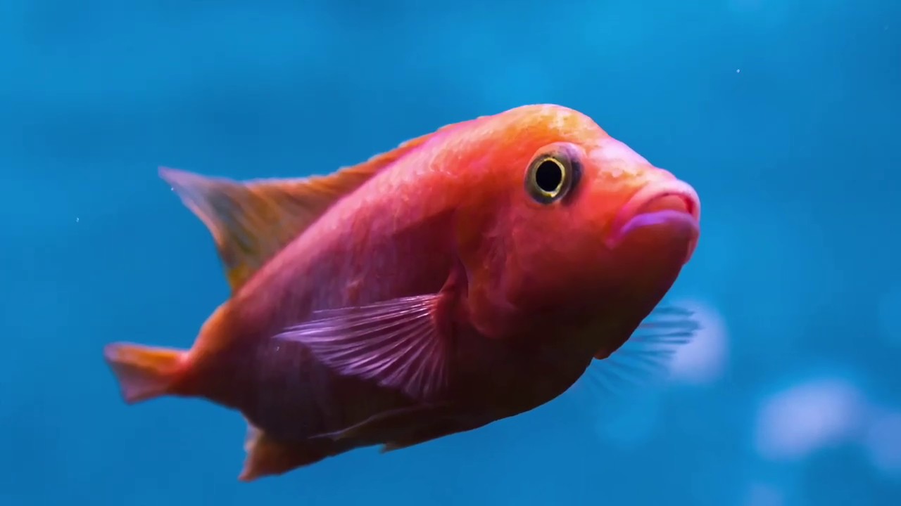 Fish in the Ocean (tune of Wheels on the Bus) - YouTube