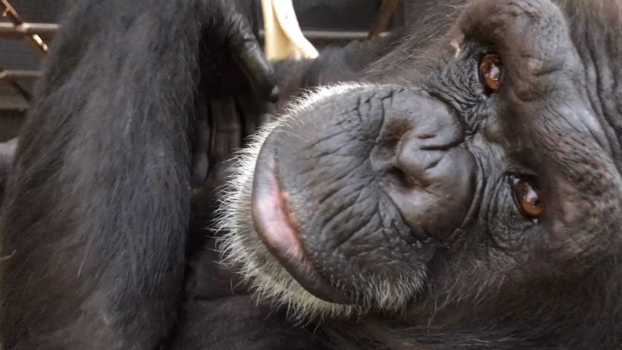 Watch Chimpanzees Hoot and Holler During Solar Eclipse - YouTube