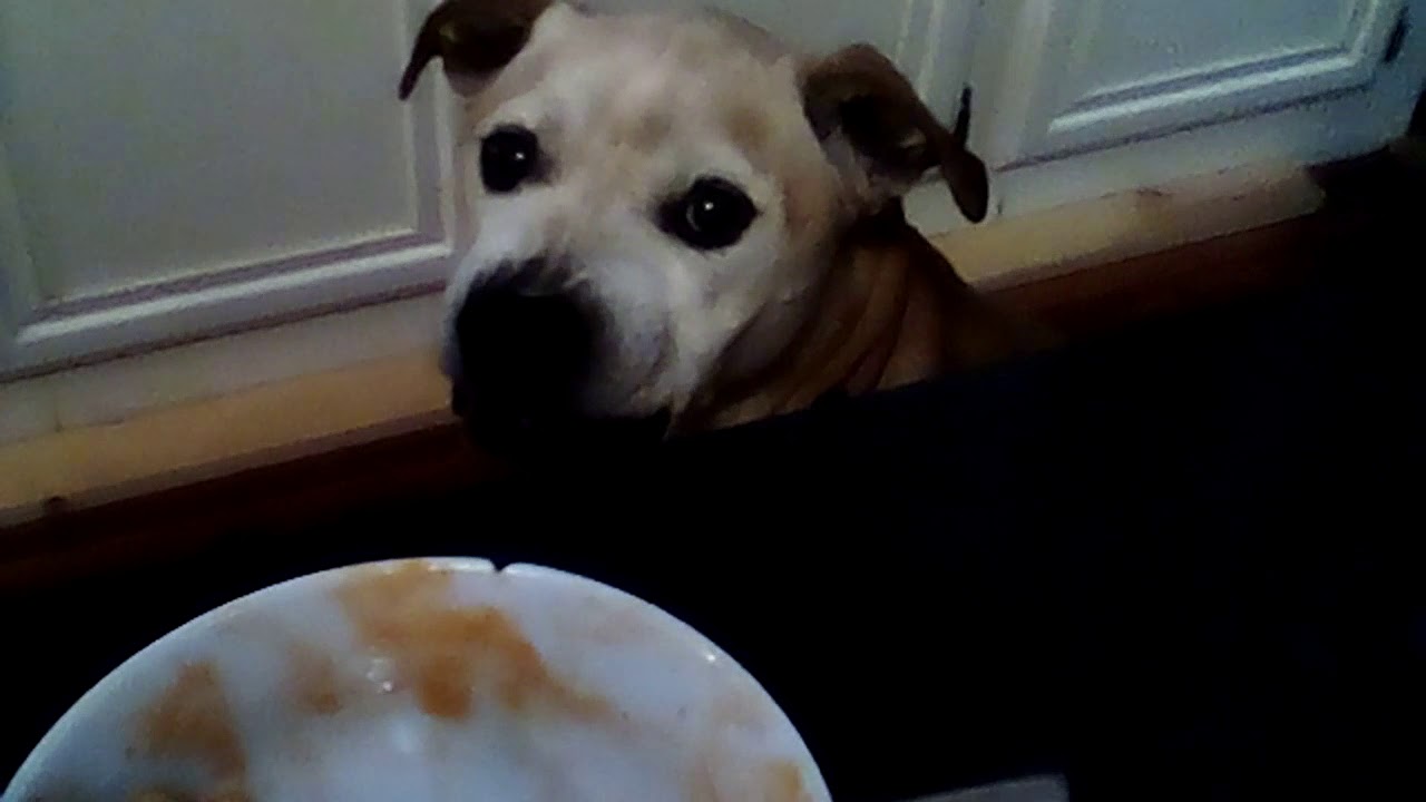 Pitbull snarling at the camera 13 - YouTube