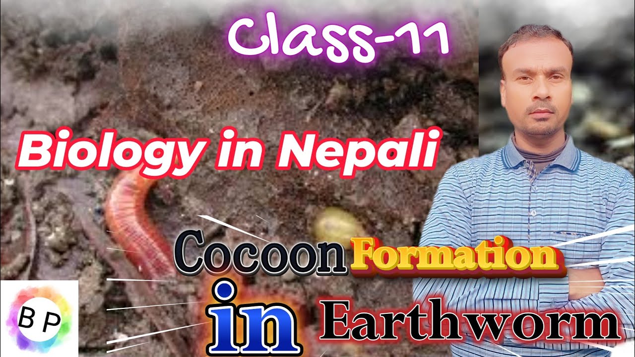 Cocoon formation of earthworm || Cocoon formation of earthworm class 11 ...